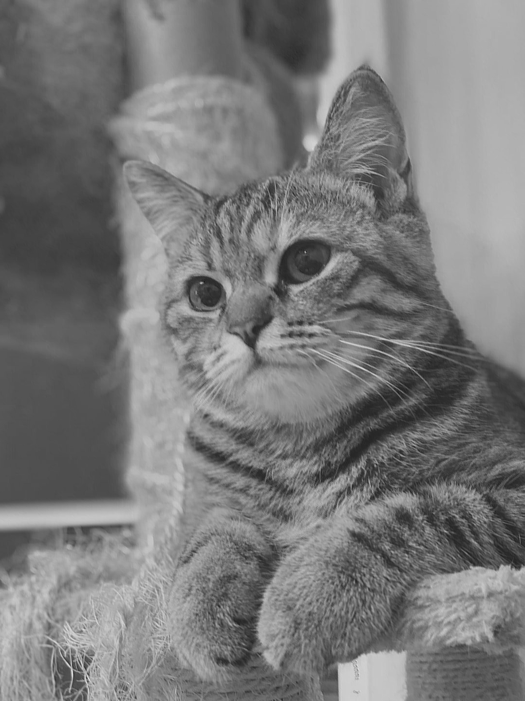 Visualizing Kernels and Feature Maps in Deep Learning Model (CNN)