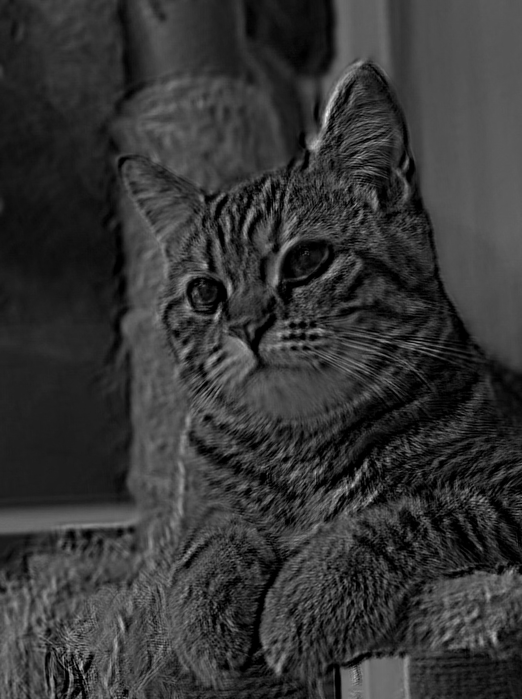 Visualizing Kernels and Feature Maps in Deep Learning Model (CNN)